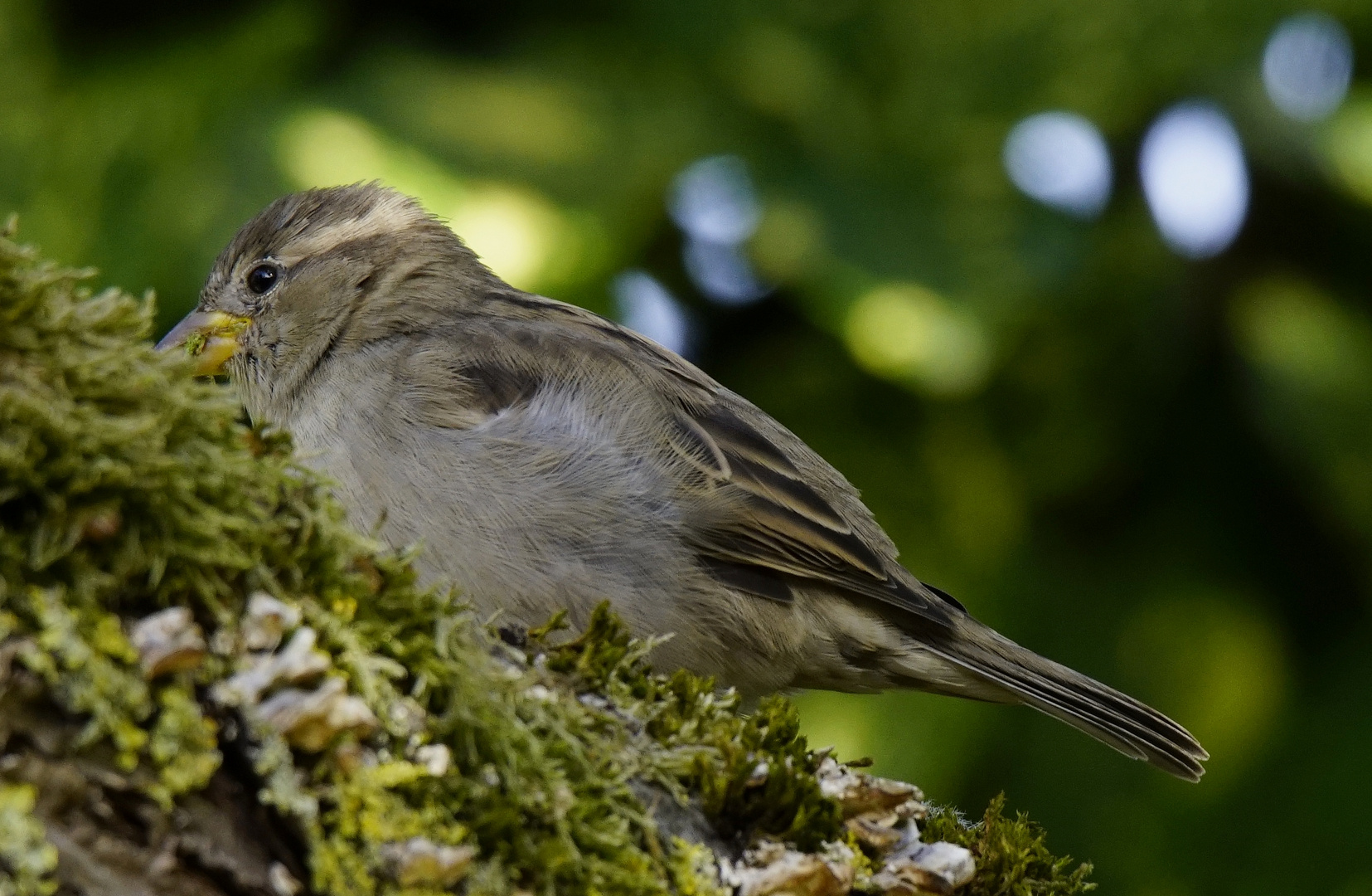 Sperling. Foto & Bild | natur, sperling, tiere Bilder auf fotocommunity