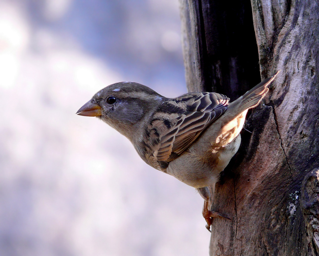 Sperling... Foto & Bild | tiere, wildlife, wild lebende vögel Bilder ...