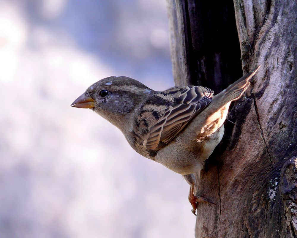 Sperling... Foto & Bild | tiere, wildlife, wild lebende vögel Bilder ...