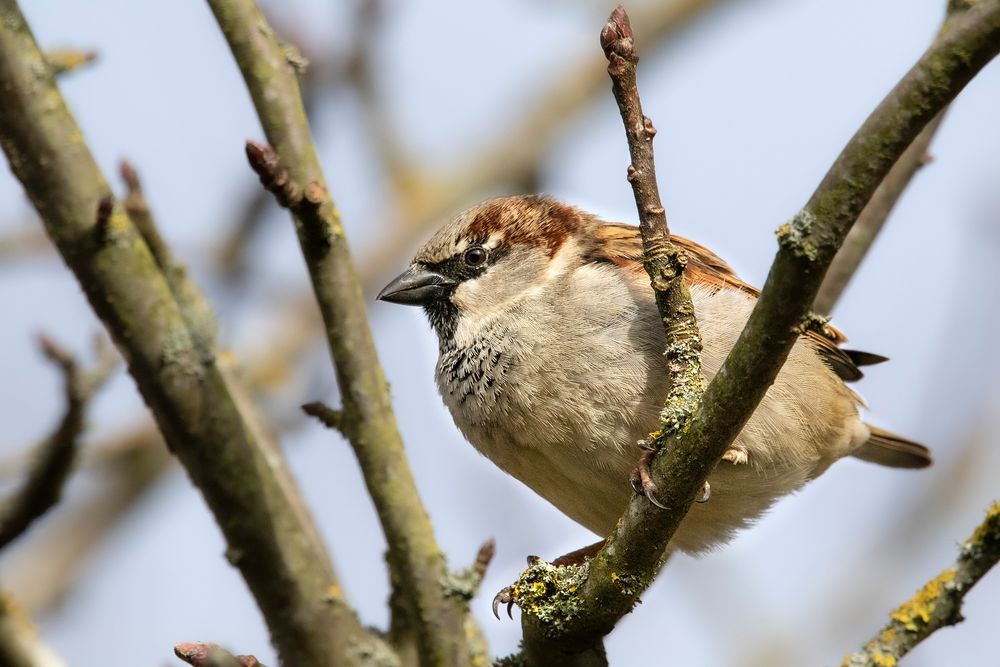 Sperling im Morgenlicht Foto & Bild | tiere, wildlife, wild lebende ...