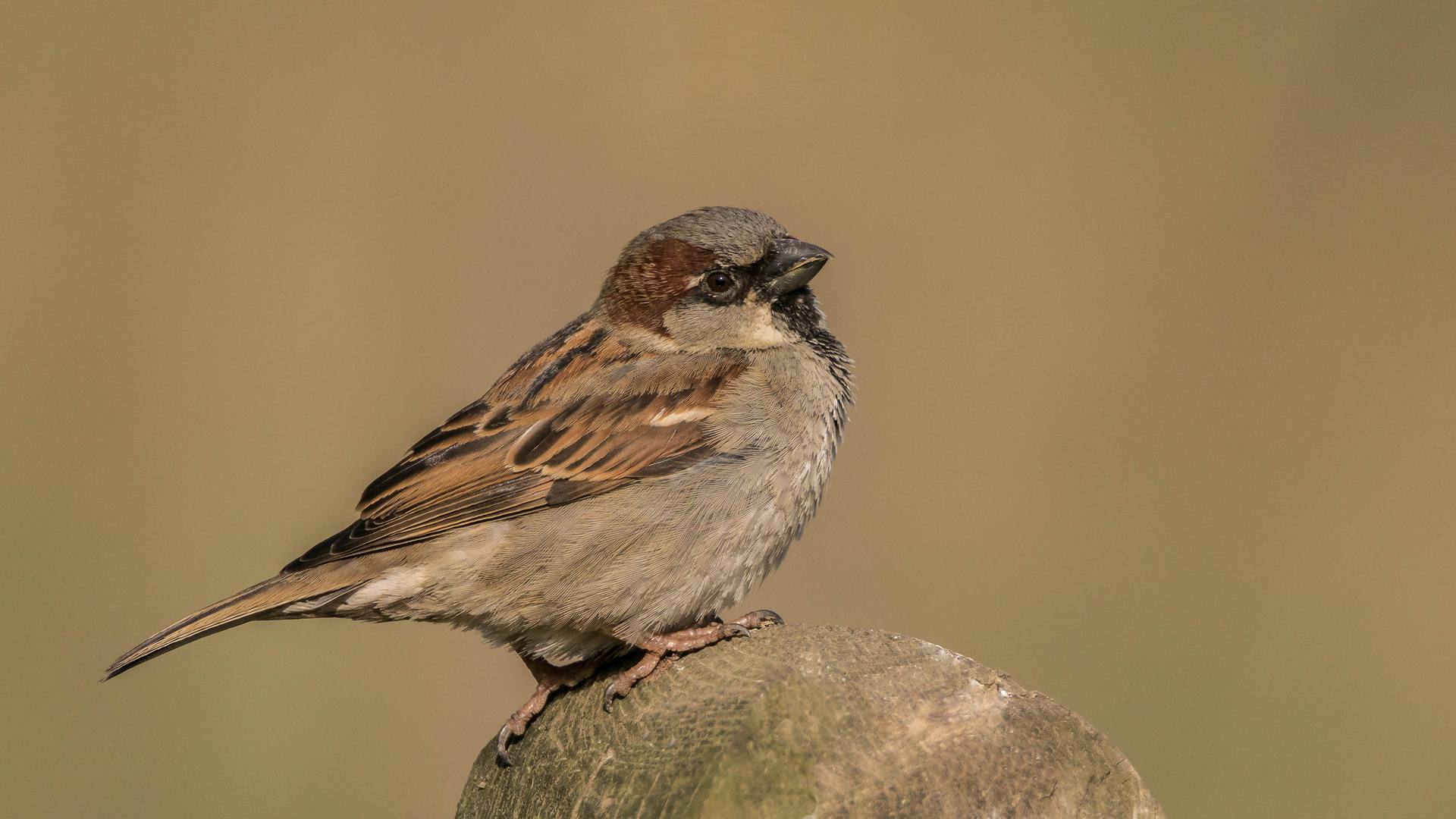 Sperling Männchen Foto & Bild | tiere, wildlife, wild lebende vögel ...