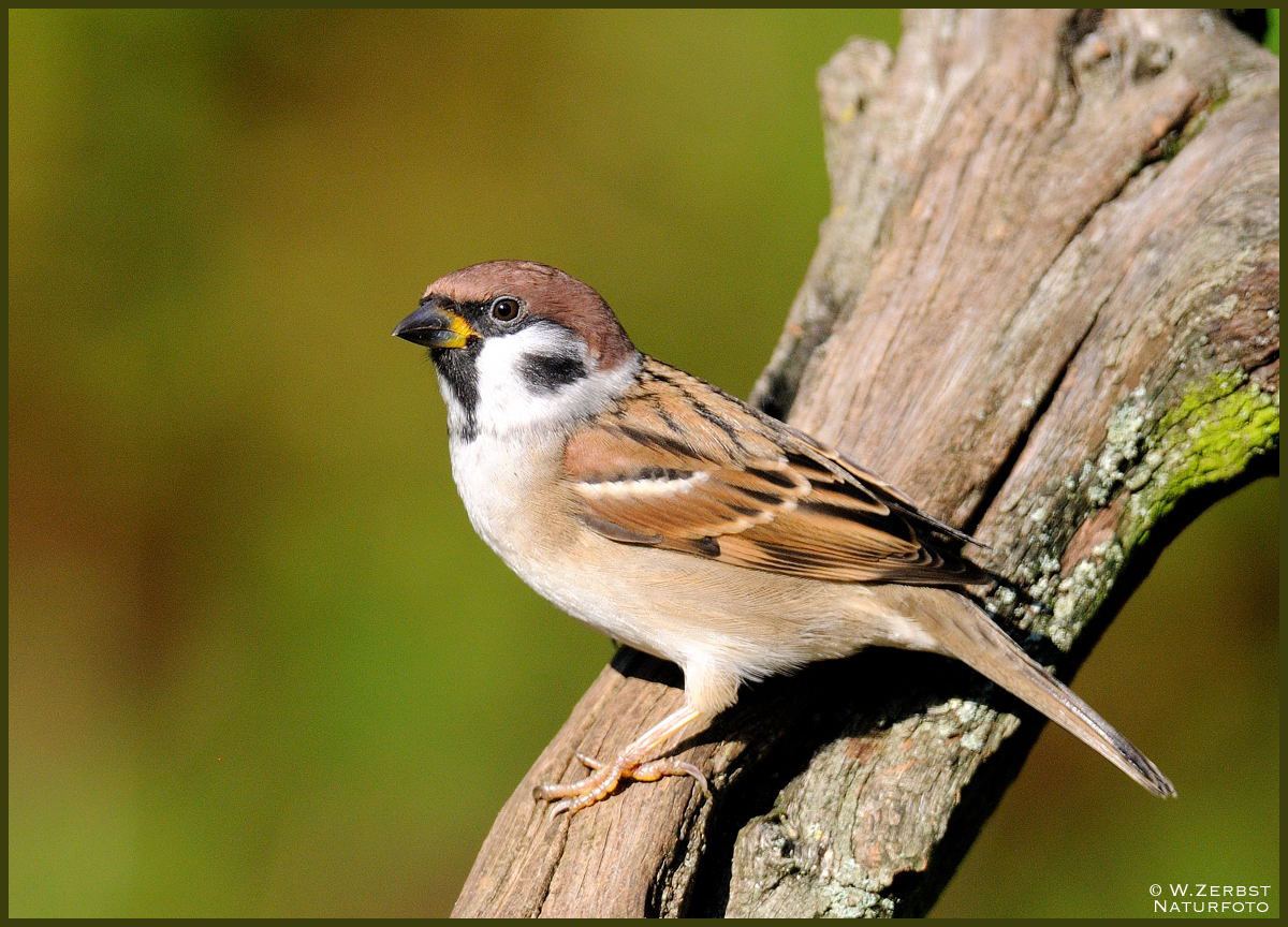 - Sperling Nr. 2 - ( Passer montanus ) Foto & Bild | tiere, wildlife ...