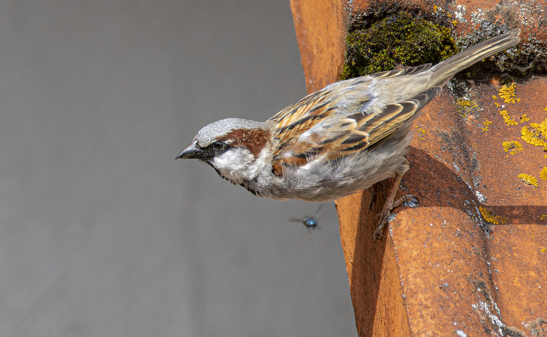 Sperling - ready for take off Foto & Bild | tiere, wildlife, wild ...