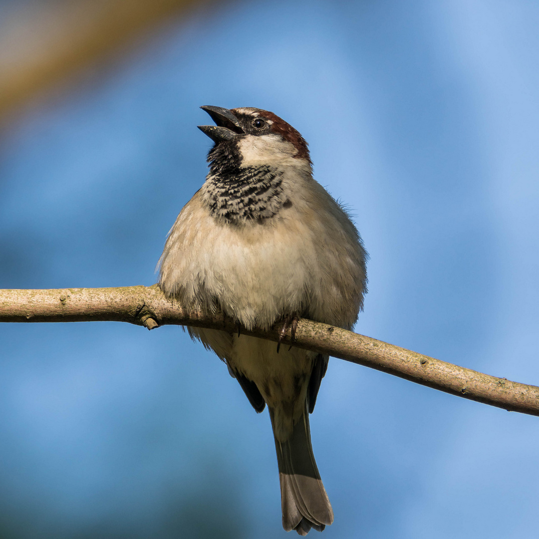 Sperling vor Blau Foto & Bild | tiere, wildlife, wild lebende vögel ...