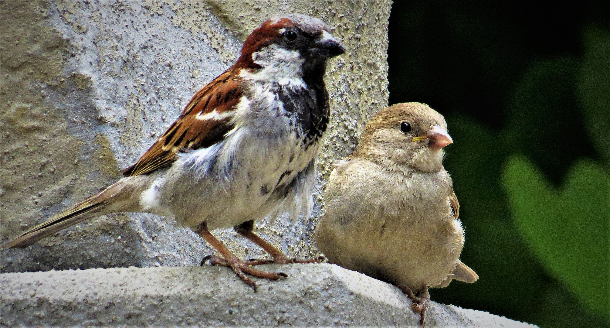Sperlinge Foto & Bild | tiere, wildlife, wild lebende vögel Bilder auf ...
