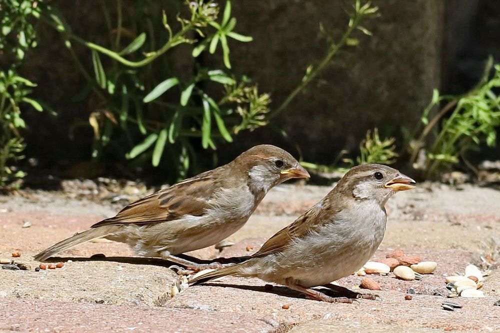 Sperlinge Foto & Bild | vögel, fotos, nature Bilder auf fotocommunity