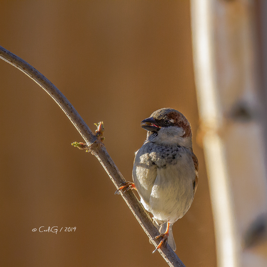 Sperlinge Foto & Bild | natur, sperling, sperlinge Bilder auf fotocommunity