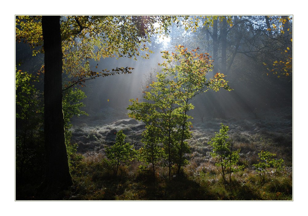 spessart forest Foto & Bild | landschaft, wald, morgenlicht Bilder auf ...