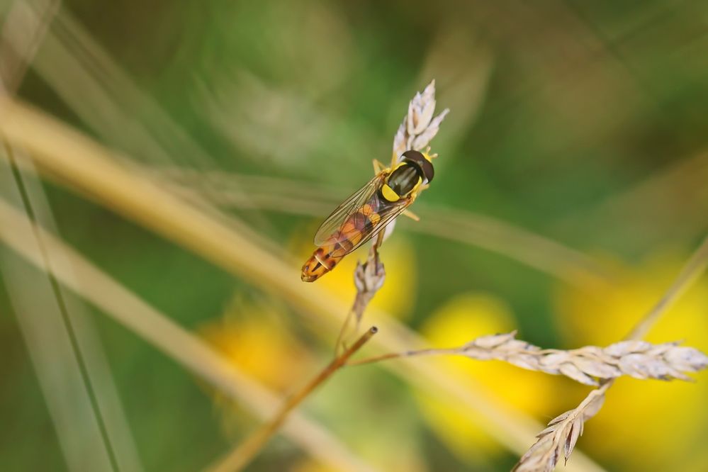Sphaerophoria scripta,Männchen Foto & Bild | natur, fliegen, insekten ...