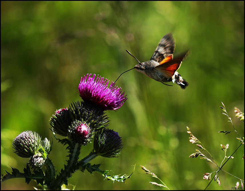 Sphinx colibri.. photo et image | macro nature, macro insectes ...