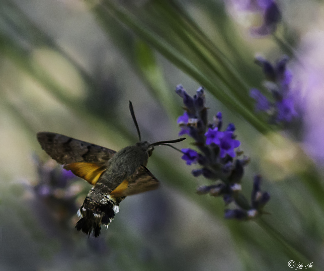 sphinx colibri photo et image | macro nature, macro insectes, papillons ...