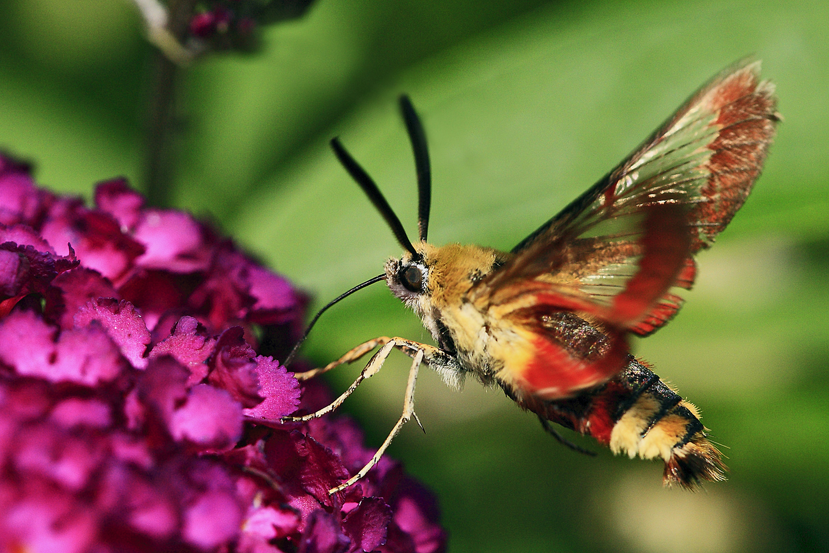 sphinx gazé photo et image | macro nature, macro insectes, papillons ...