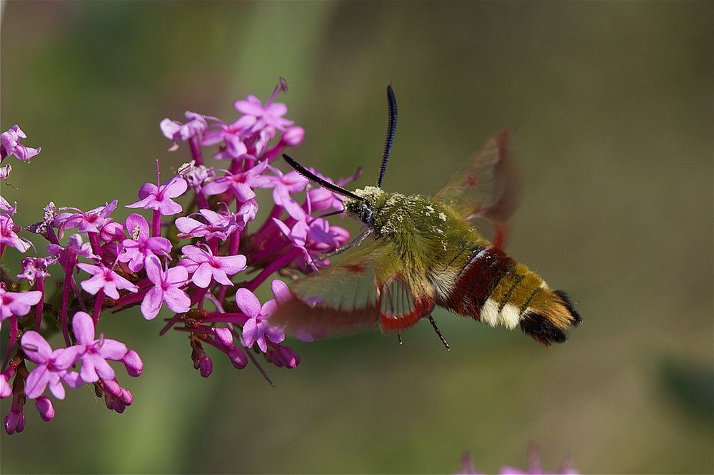 Sphinx gazé photo et image | macro nature, macro insectes, papillons ...