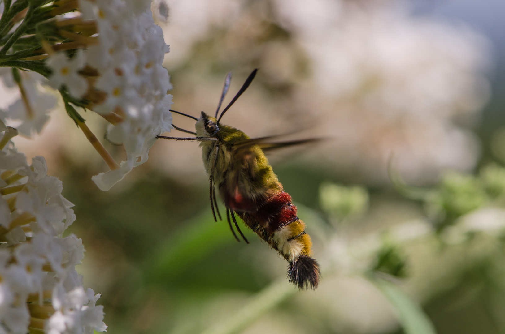 Sphinx gazé photo et image | macro nature, macro insectes, papillons ...