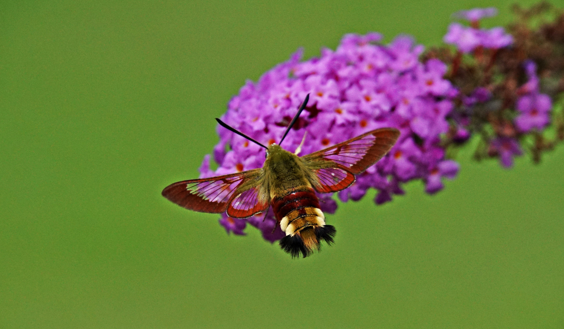 Sphinx gazé..... photo et image | macro nature, macro insectes ...