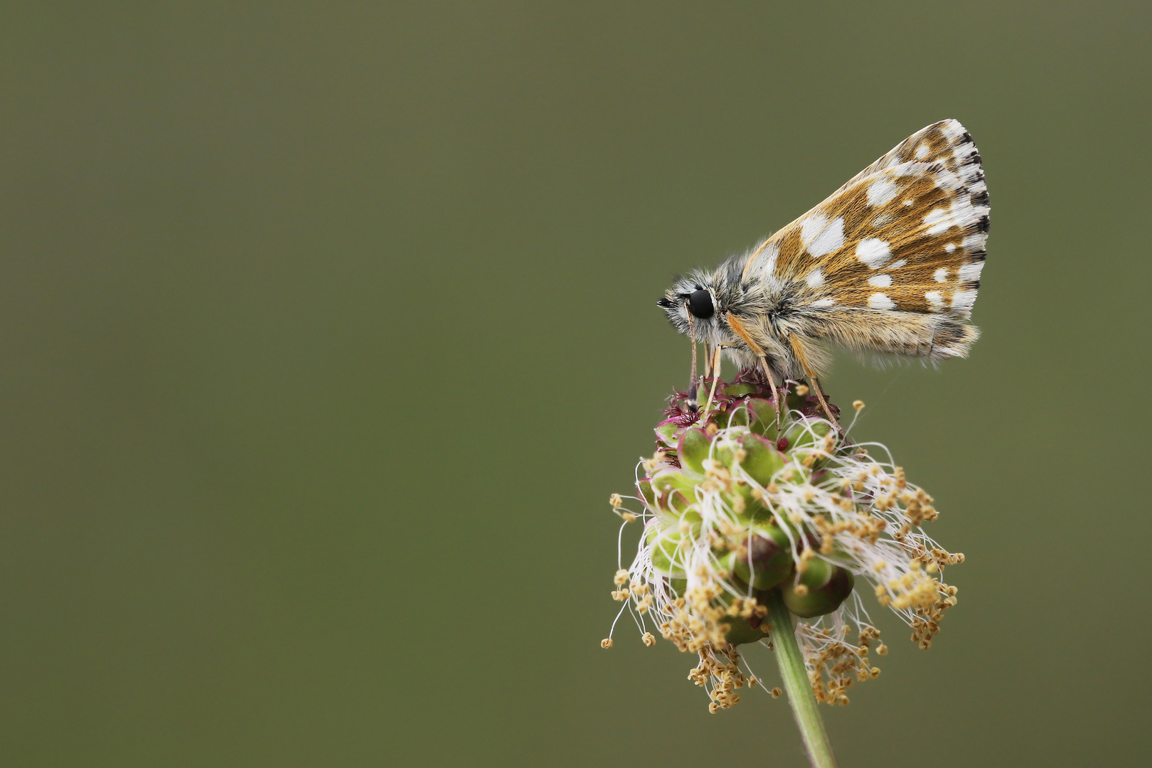 Spialia orbifer » Orbed Red-underwing Skippe Foto & Bild | tiere ...