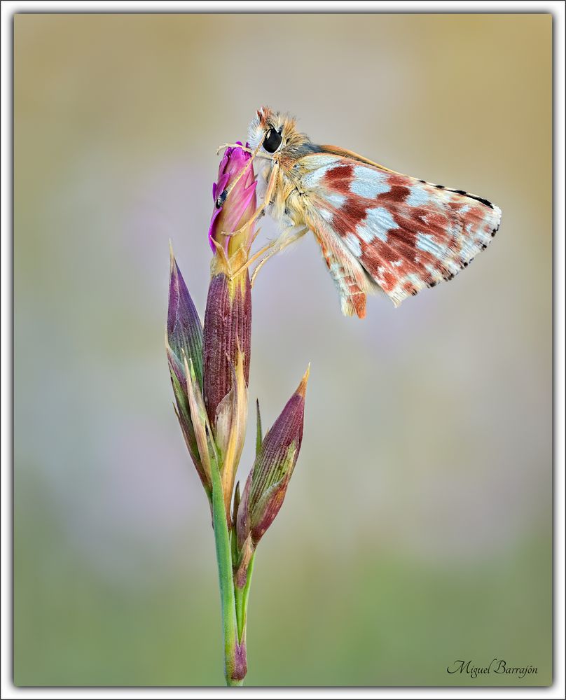 Spialia sertorius Imagen & Foto | macrofotografía, fotos, animales ...