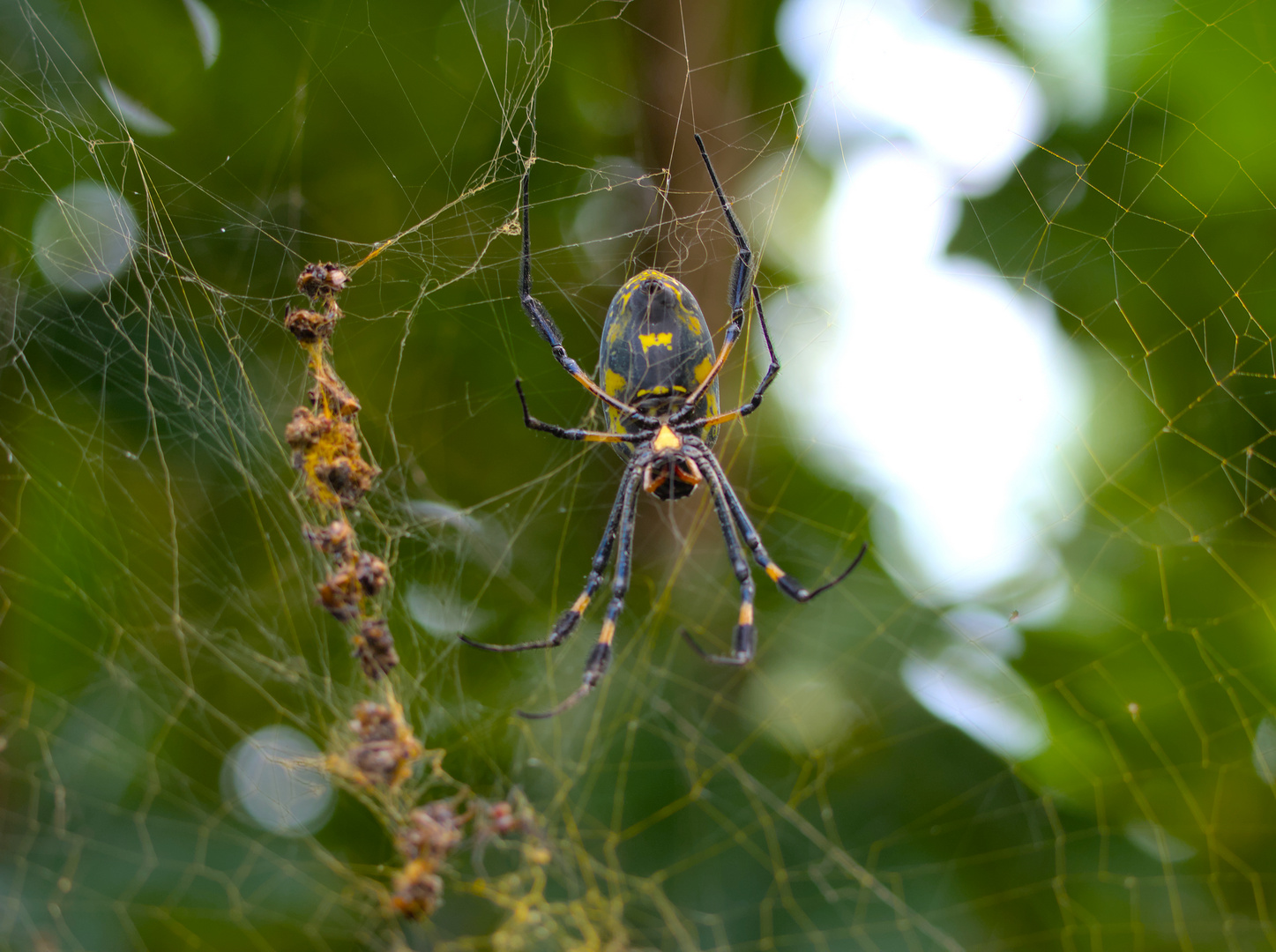 spider mom Foto & Bild | africa, western africa, tiere Bilder auf ...