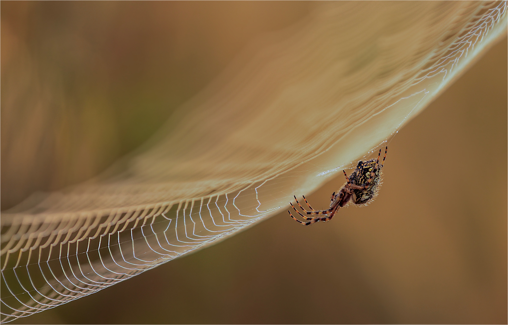 Spiderland...12 Foto & Bild | tiere, wildlife, spinnen Bilder auf ...