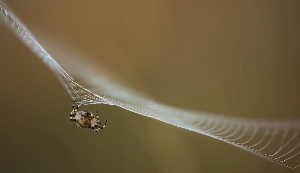 Spiderland…3 Foto & Bild | natur, tiere, wildlife Bilder auf fotocommunity