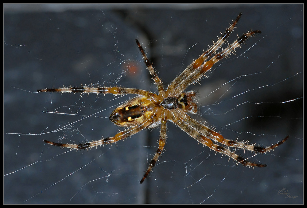 Spiderman Foto & Bild | tiere, wildlife, spinnen Bilder auf fotocommunity