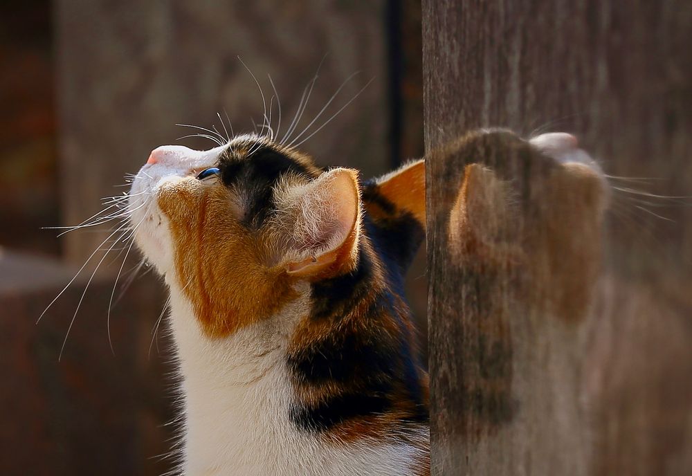 Spiegel-Katze Foto & Bild | tiere, haustiere, katzen Bilder auf fotocommunity