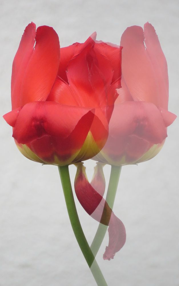 Spiegeltag : Reinkarnation....oder Wiedergeburt der Seele nach dem Tod, Foto & Bild | spezial ...