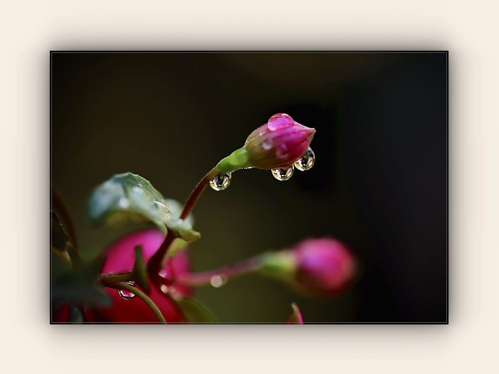 Spiegeltropfen Foto & Bild | natur-makros, projekte, natur-kreativ Bilder auf fotocommunity
