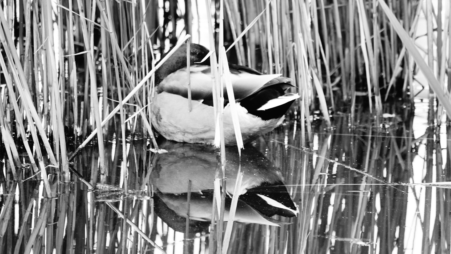 Spiegelung Foto & Bild | tiere, wildlife, wildlife in der stadt Bilder ...