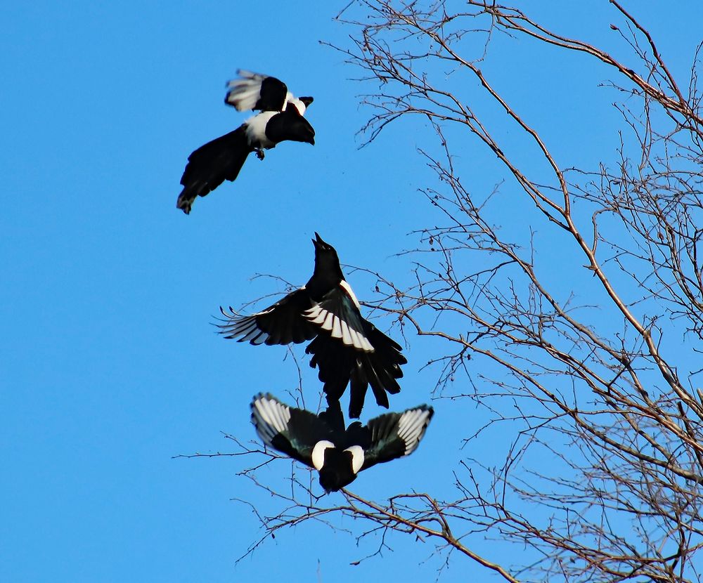Spiel oder Kampf der Elstern 2 Foto & Bild | natur, tiere, wildlife ...