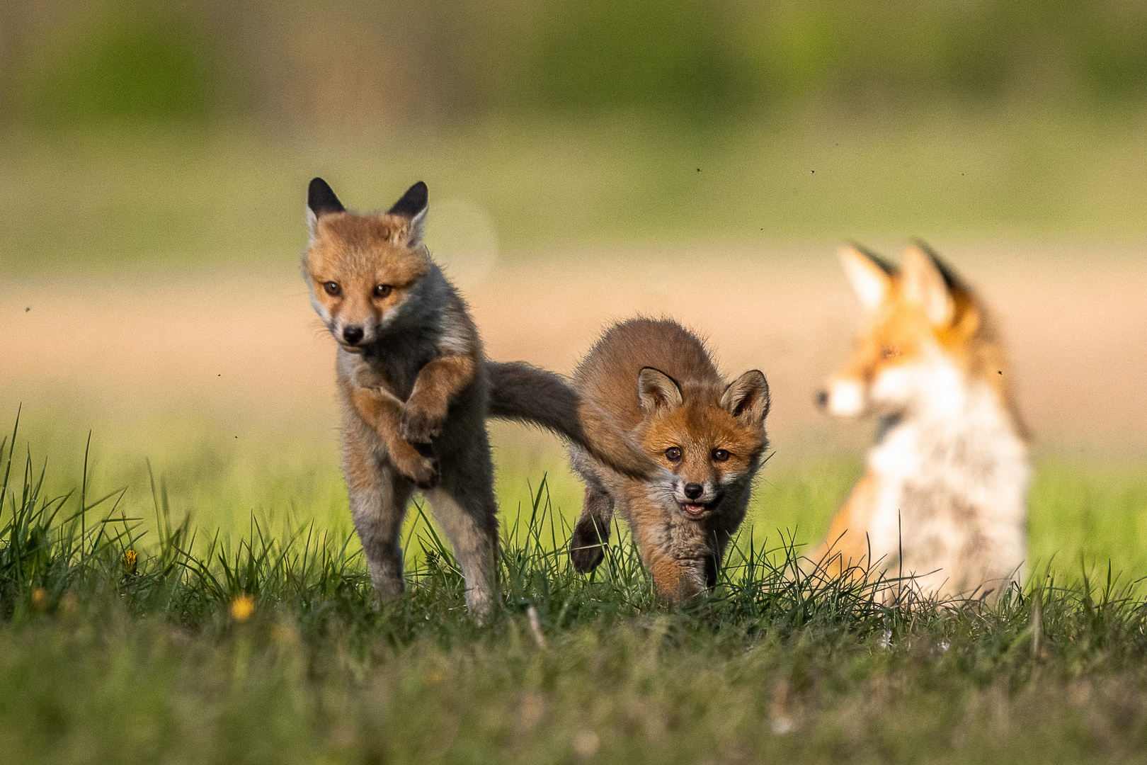 Spielende Jungfüchse Foto & Bild | tiere, wildlife, natur Bilder auf fotocommunity
