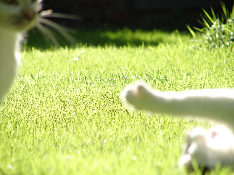 Spielende Katzen Foto & Bild | tiere, haustiere, katzen Bilder auf fotocommunity