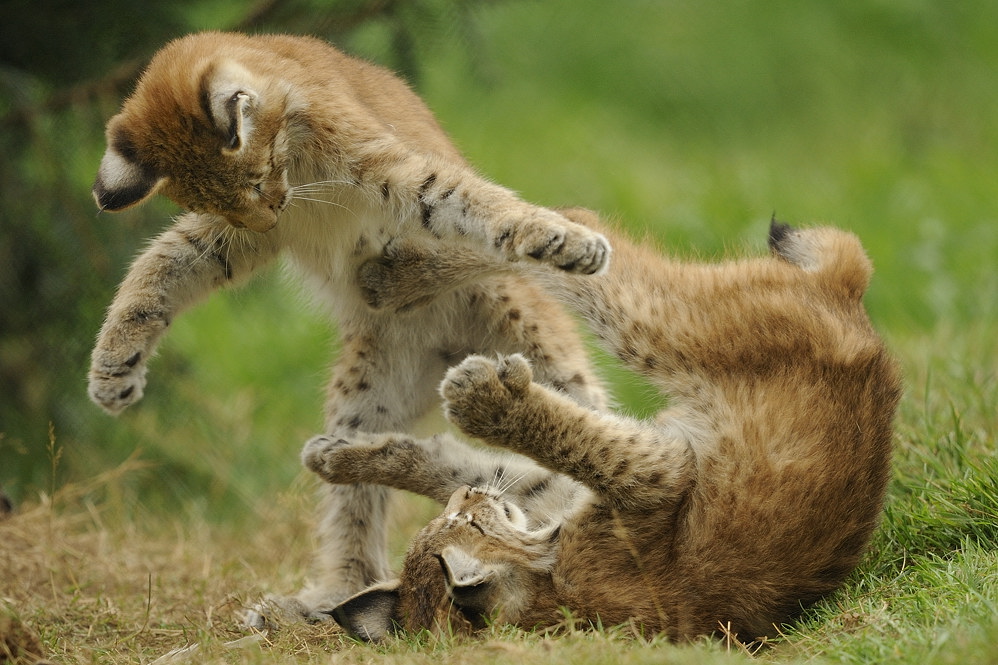 Spielende Luchsbabys Foto & Bild | tiere, zoo, wildpark & falknerei ...