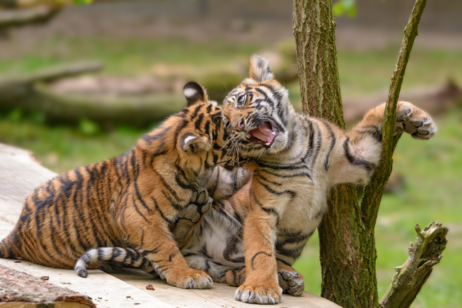 Spielende Sumatra Tiger Kinder Foto & Bild | katzen, zoo, tiere Bilder ...