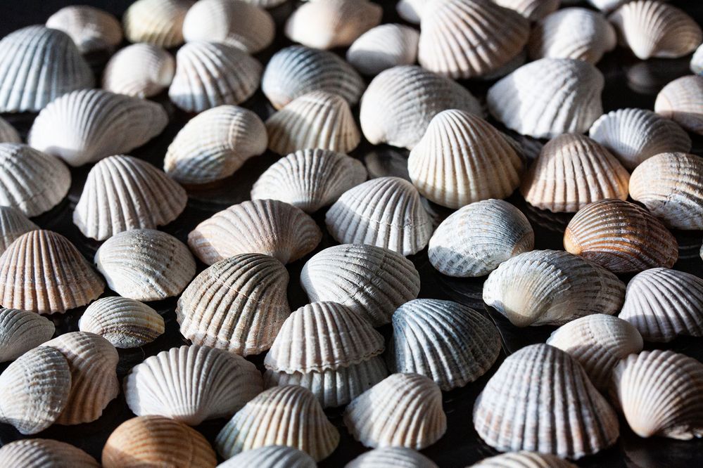 Spielerei mit Muscheln Foto & Bild | ostsee, natur, digiart Bilder auf ...