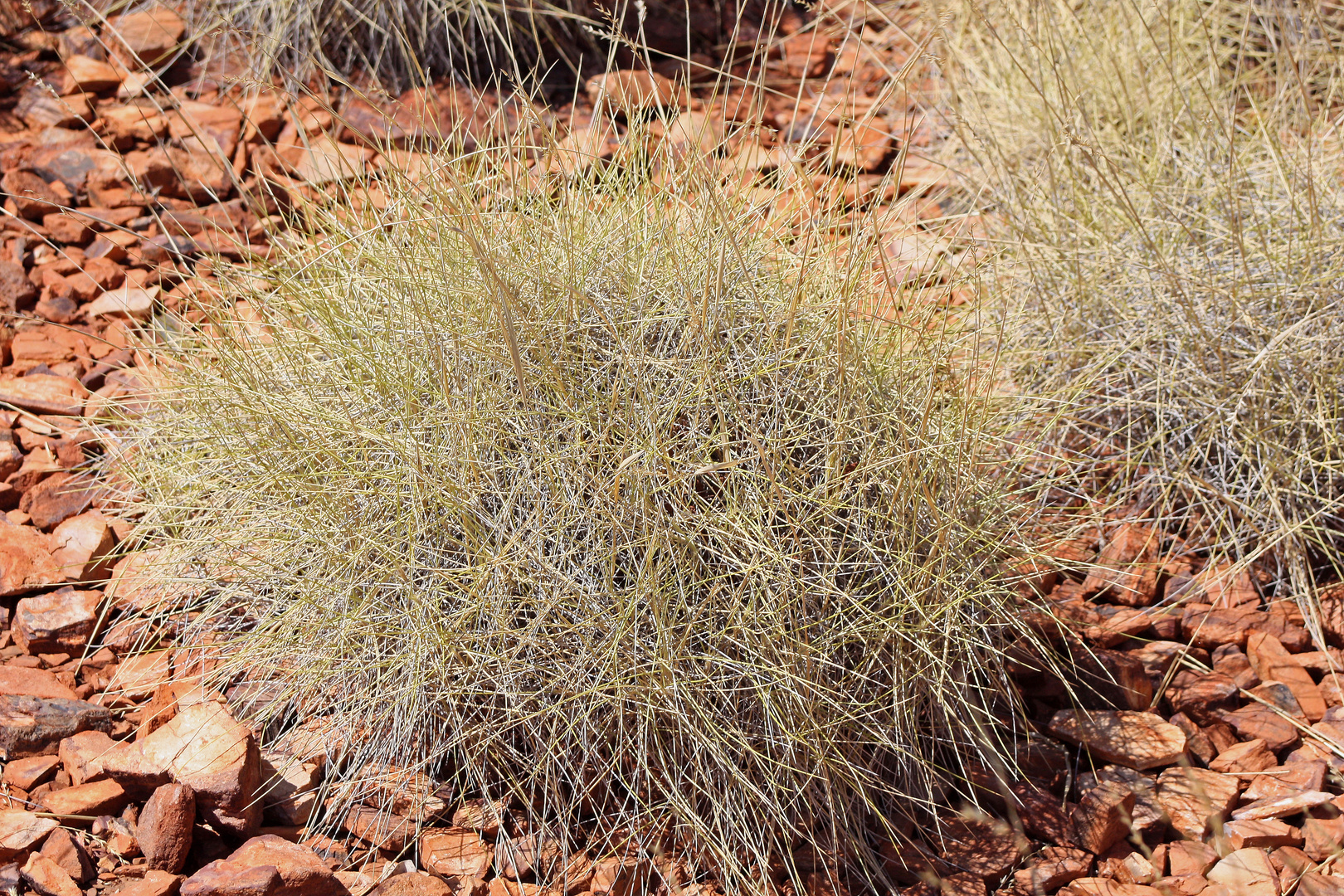 Spinifex Foto & Bild | australia & oceania, australia, aus Bilder auf ...