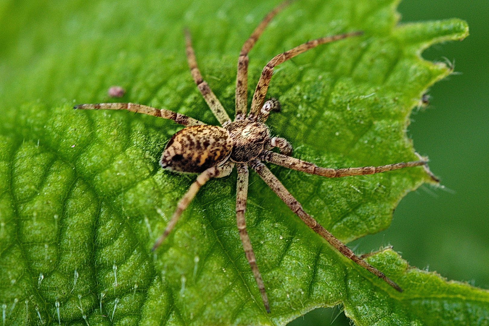 " Spinne " Foto & Bild | tiere, wildlife, spinnen Bilder auf fotocommunity