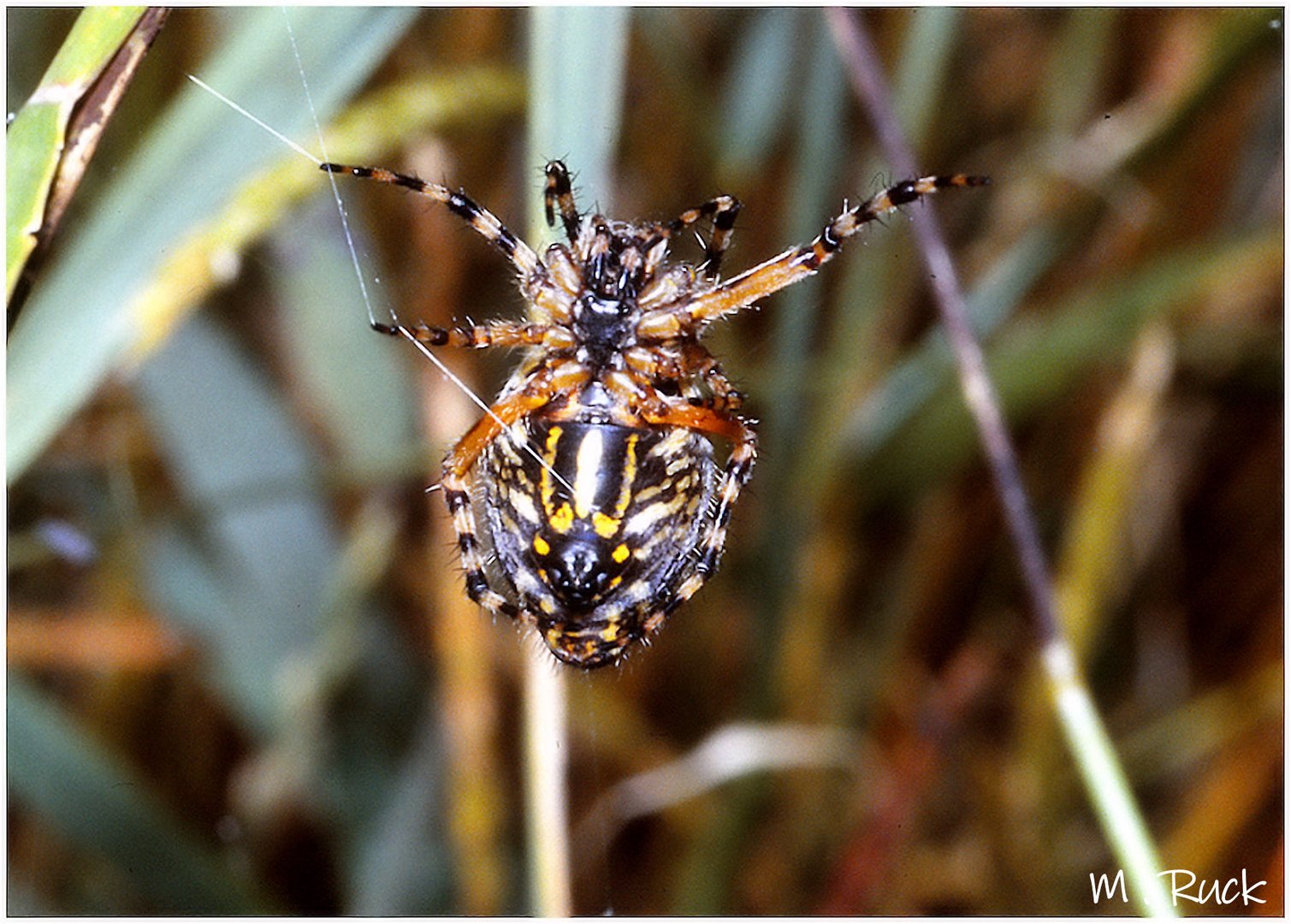 Spinne ! Foto & Bild | tiere, wildlife, insekten Bilder auf fotocommunity