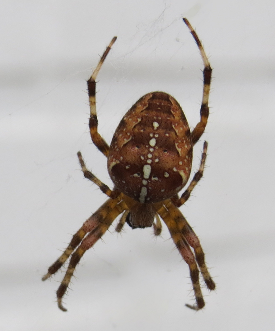 Spinne Foto & Bild | natur, insekten, tiere Bilder auf fotocommunity