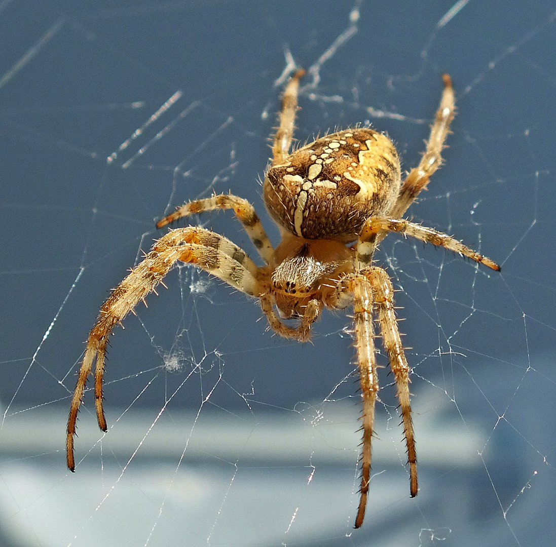 Spinne Foto & Bild | tiere, natur, spinne Bilder auf fotocommunity