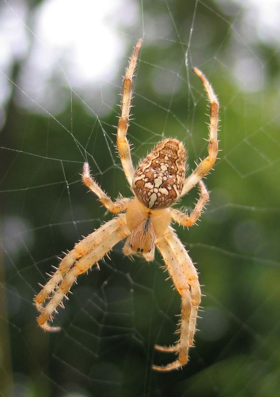 Spinne Foto & Bild | tiere, wildlife, spinnen Bilder auf fotocommunity