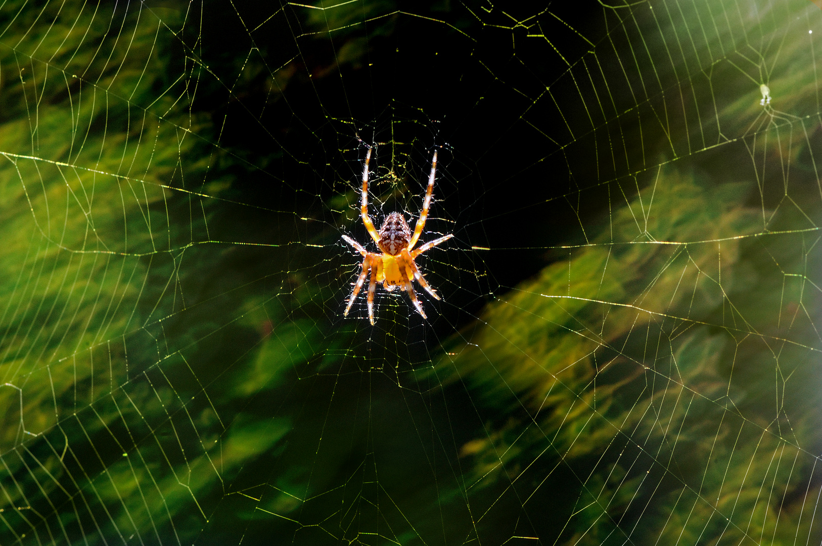 Spinne Foto & Bild | tiere, wildlife, spinnen Bilder auf fotocommunity