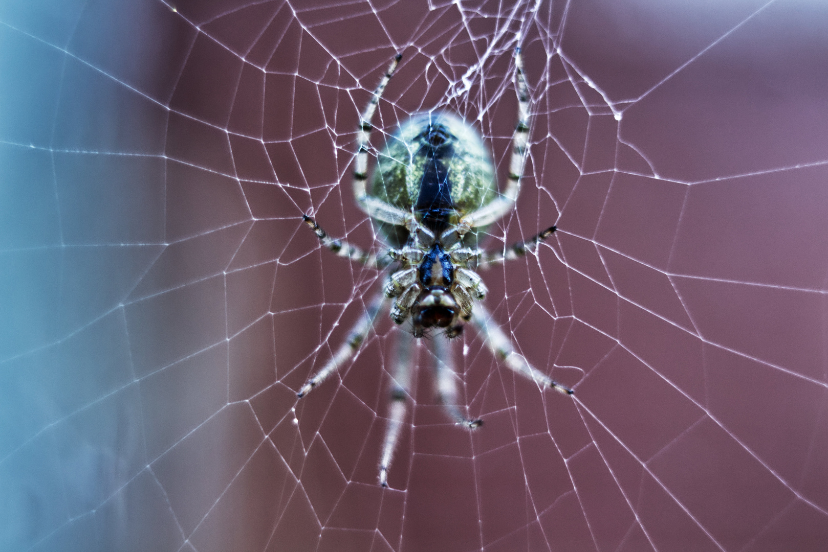 Spinne Foto & Bild | tiere, wildlife, spinnen Bilder auf fotocommunity
