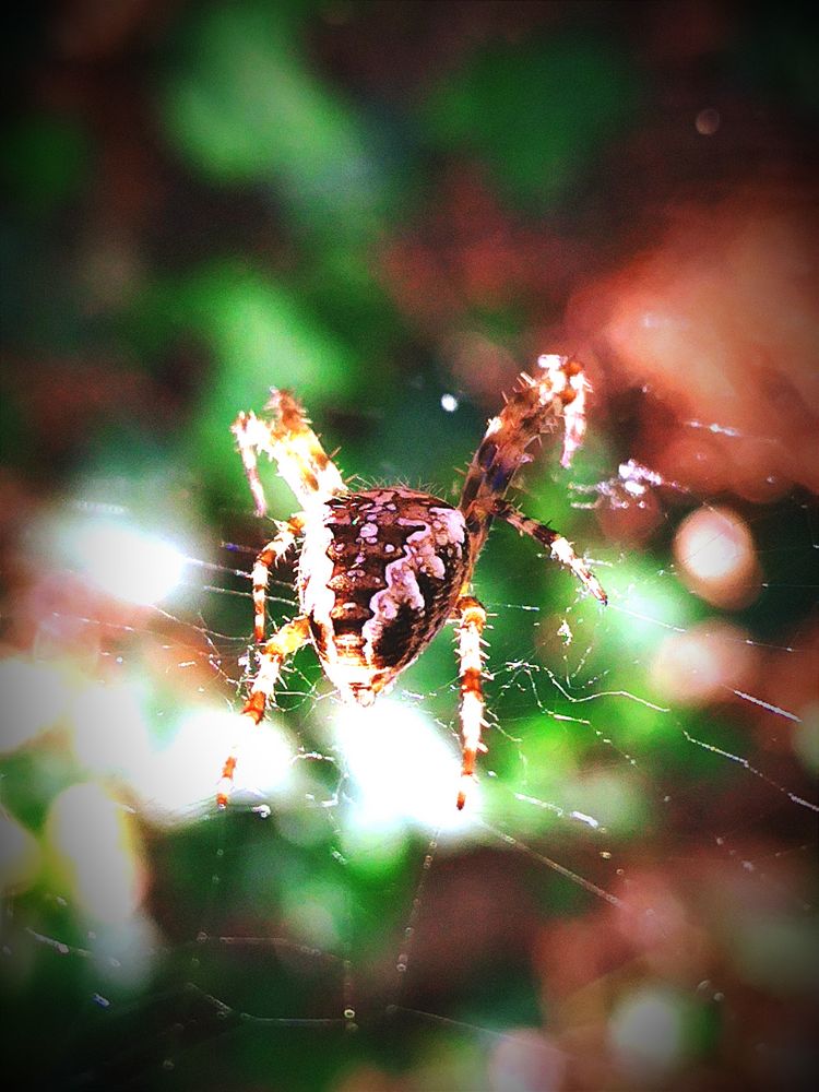 Spinne Foto & Bild | fotos, natur, tiere Bilder auf fotocommunity