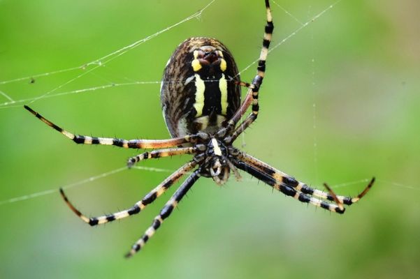 Tiere, Tierbilder, Tierfotografie