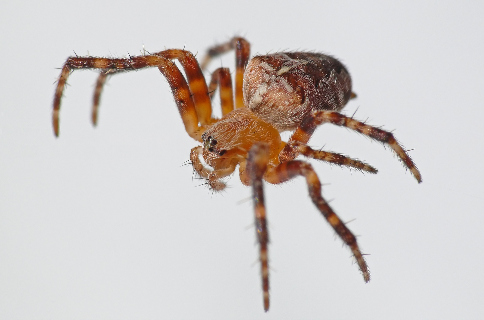 Spinne Foto & Bild | tiere, wildlife, spinnen Bilder auf fotocommunity