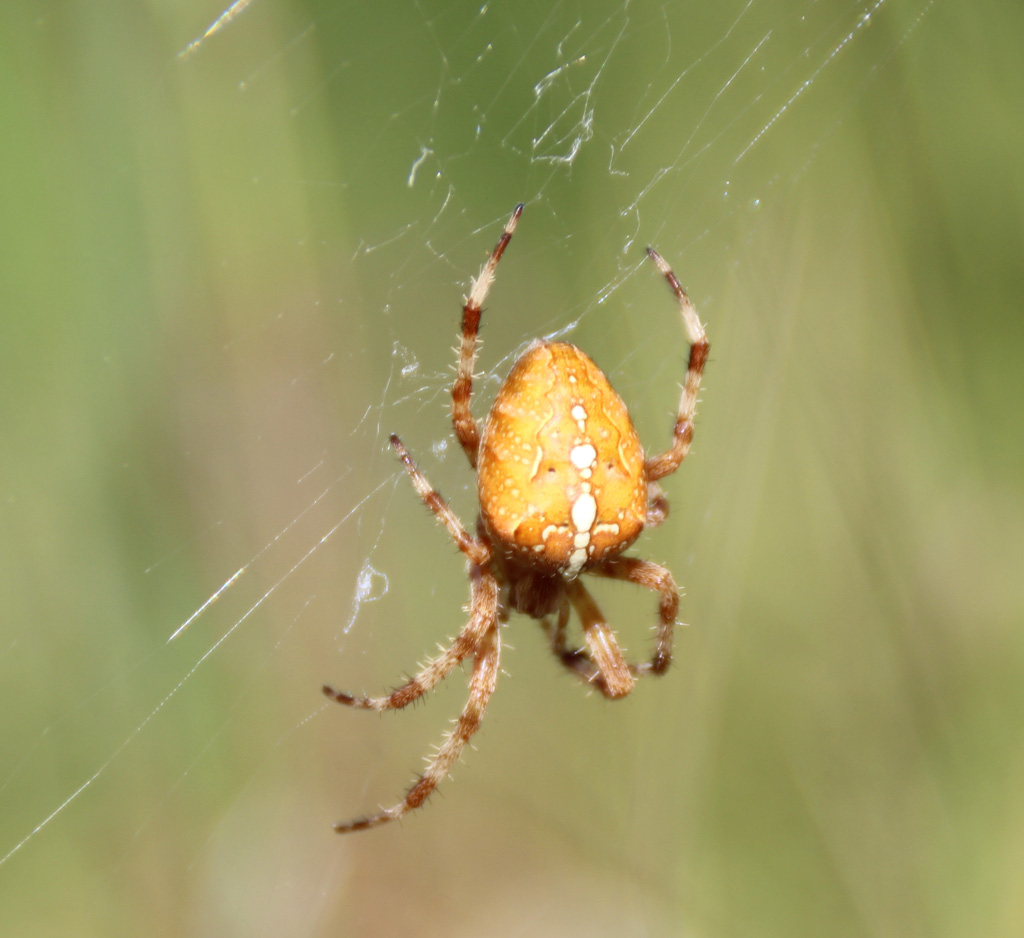 Spinne Foto & Bild | natur, tiere, wildlife Bilder auf fotocommunity