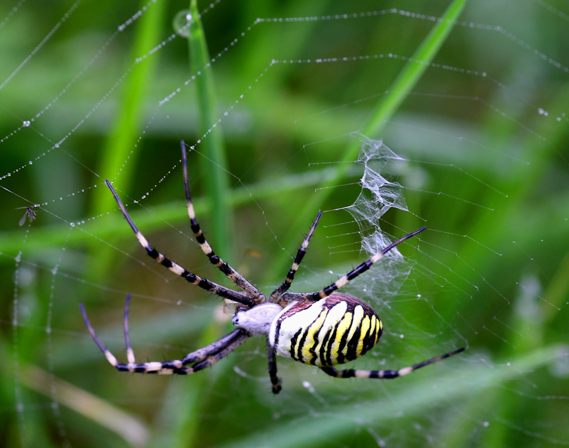 Spinne des Jahres 2001 Foto & Bild | tiere, wildlife, spinnen Bilder ...