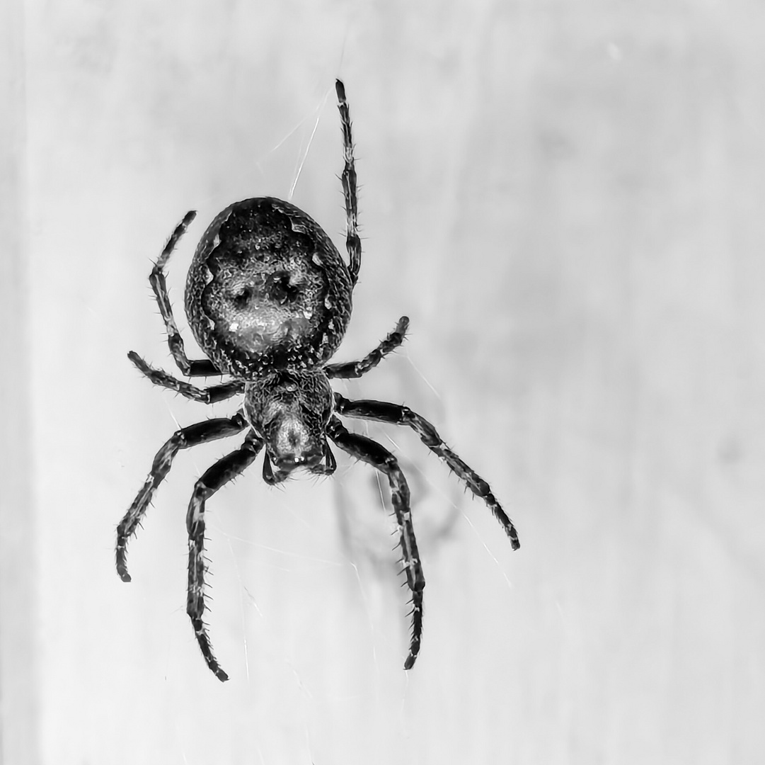 Spinne Foto & Bild | tiere, wildlife, insekten Bilder auf fotocommunity