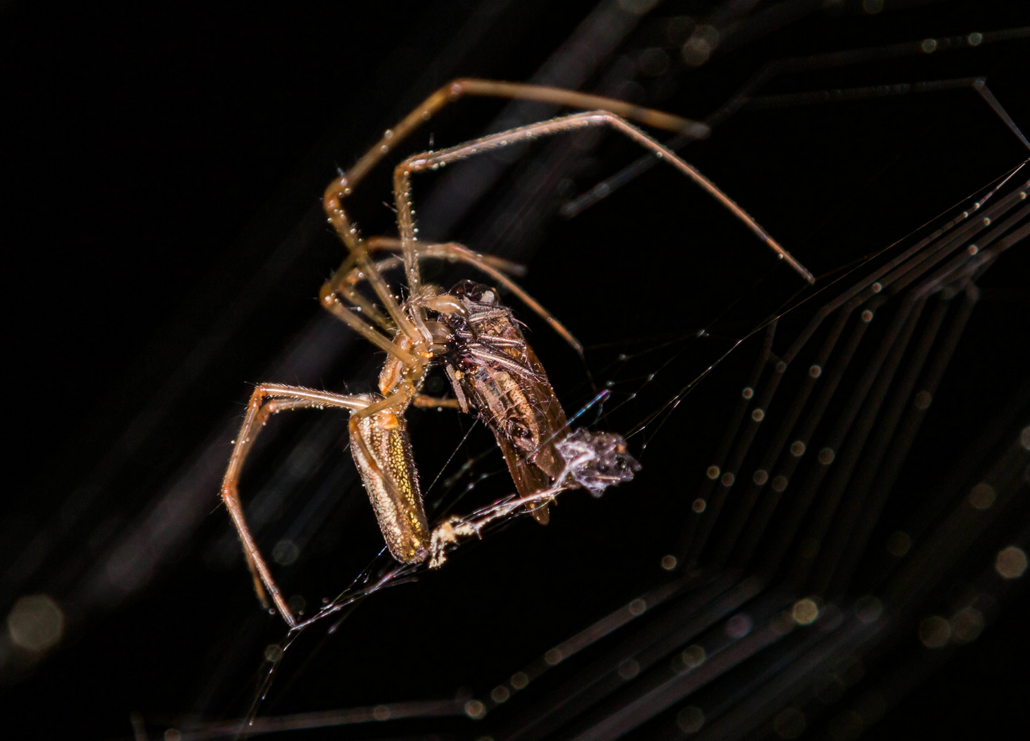 Spinne frißt Fliege Foto & Bild | tiere, wildlife, spinnen Bilder auf ...